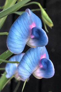 Lathyrus species - National Sweet Pea Society
