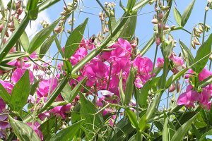 Lathyrus species - National Sweet Pea Society