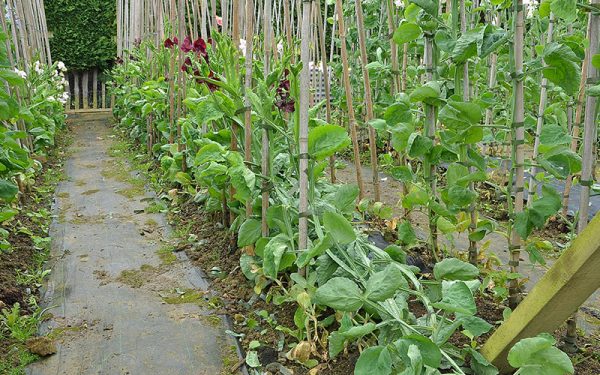 Growing - National Sweet Pea Society