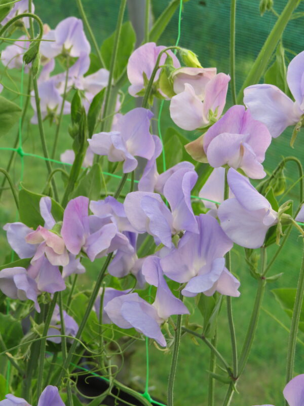 Modern Grandifloras - National Sweet Pea Society